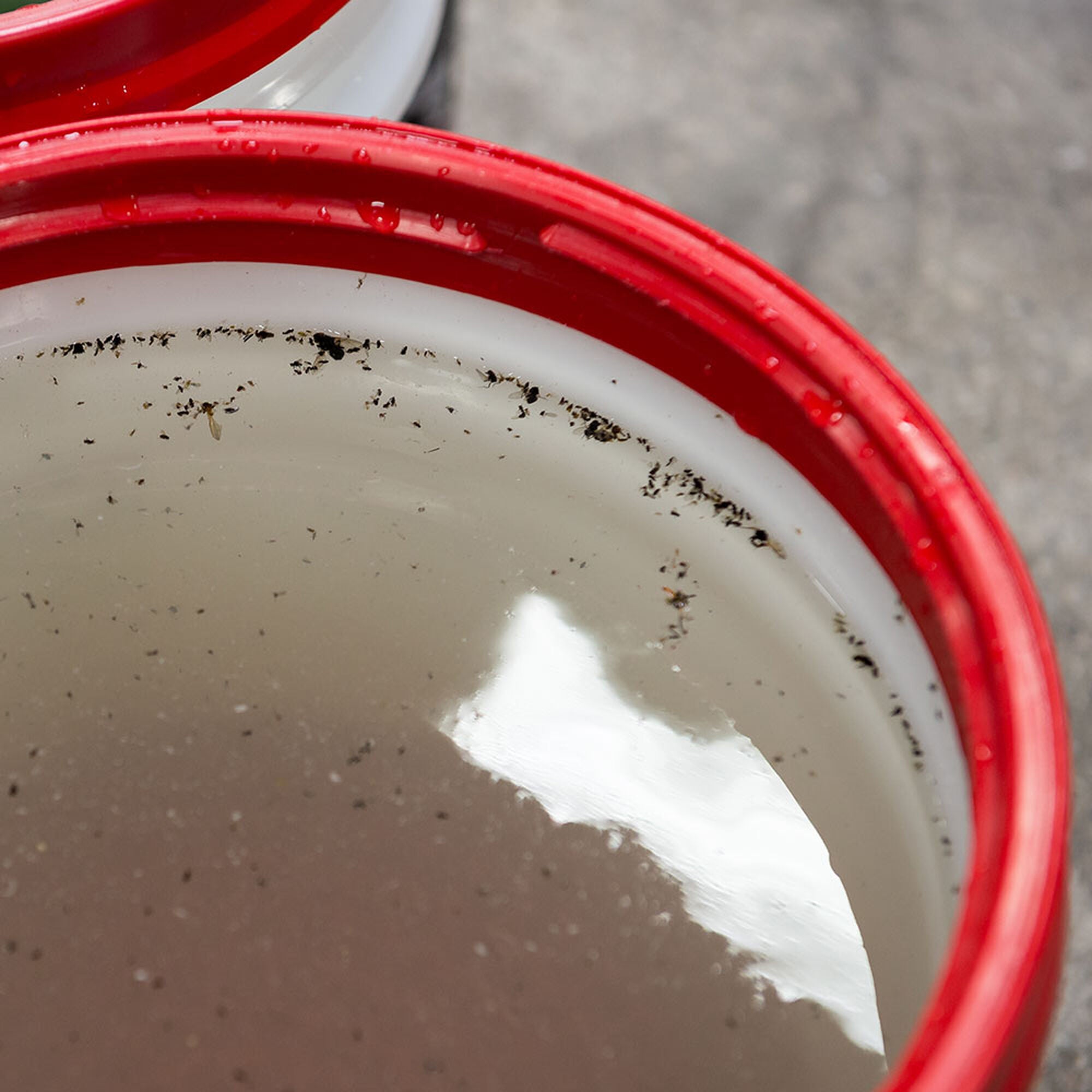 Bug & Tar Remover for Cars | Chemical Guys